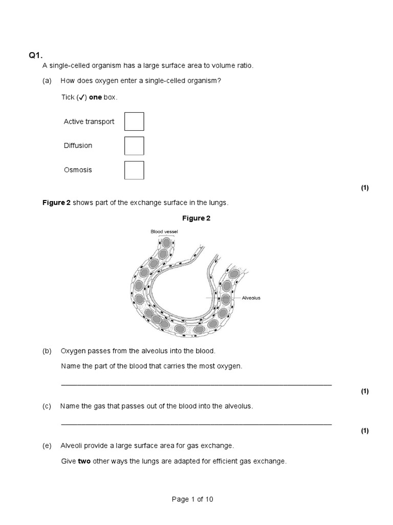 Lungs EQ + MS | PDF | Lung | Diffusion