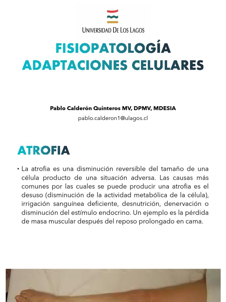 Adaptaciones Celulares | PDF | Atrofia | Biología Celular)