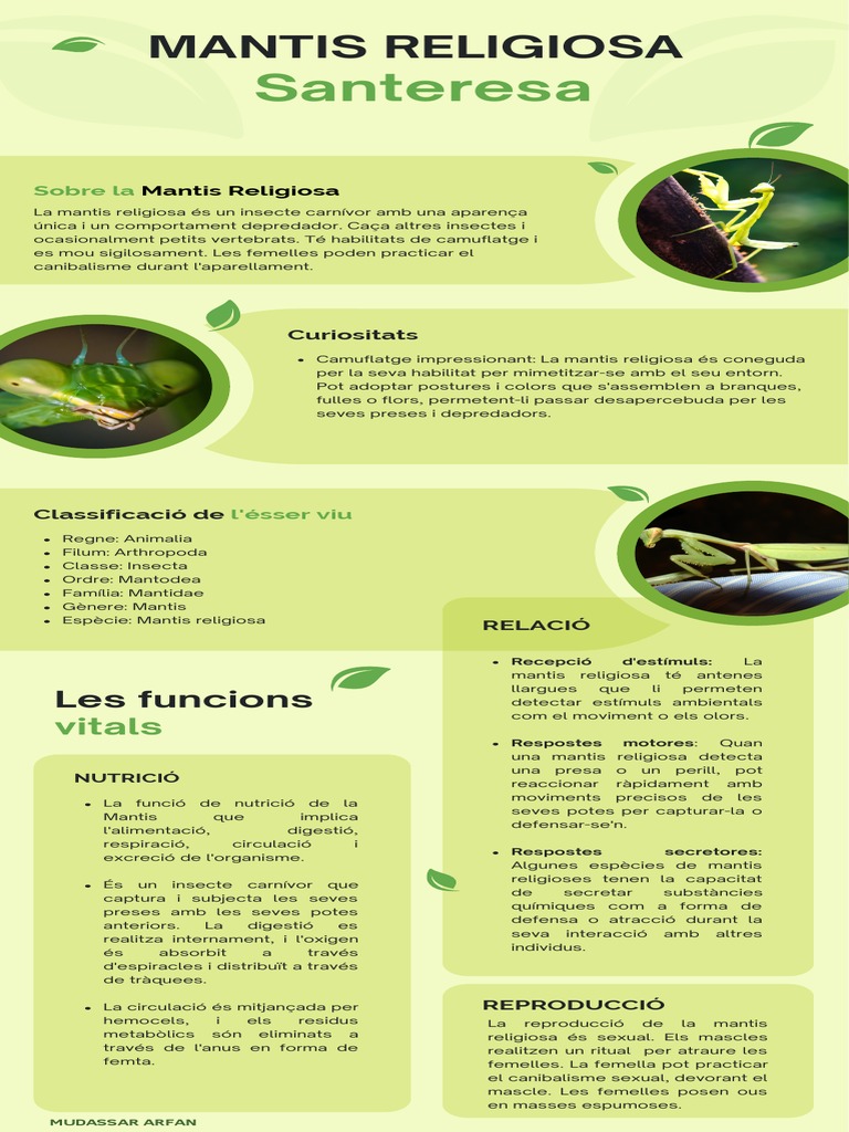 Mantis Religiosa Poster | PDF