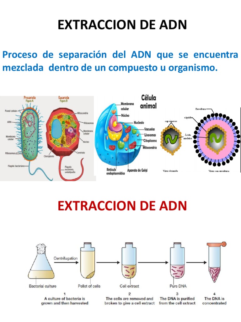 Extraccion de Adn | PDF | Ciencia y matemáticas