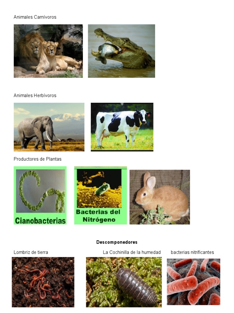 Animales Carnívoros Herbivoros | PDF