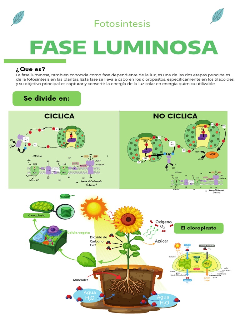 Tabloide de Fase Luminosa (Fasa Ciclica y Aciclica) | PDF