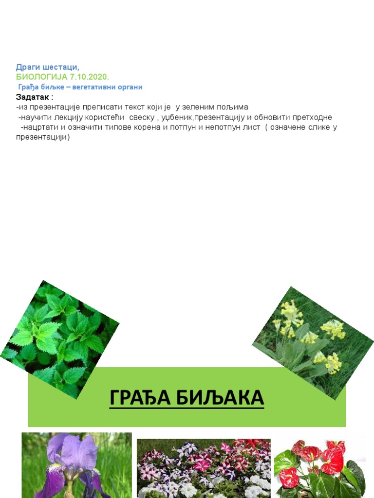 6bio6 GRADJA BILJAKA | PDF