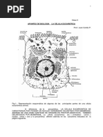 Cerclaje de Rotula 1 | PDF | Articulación | Rodilla