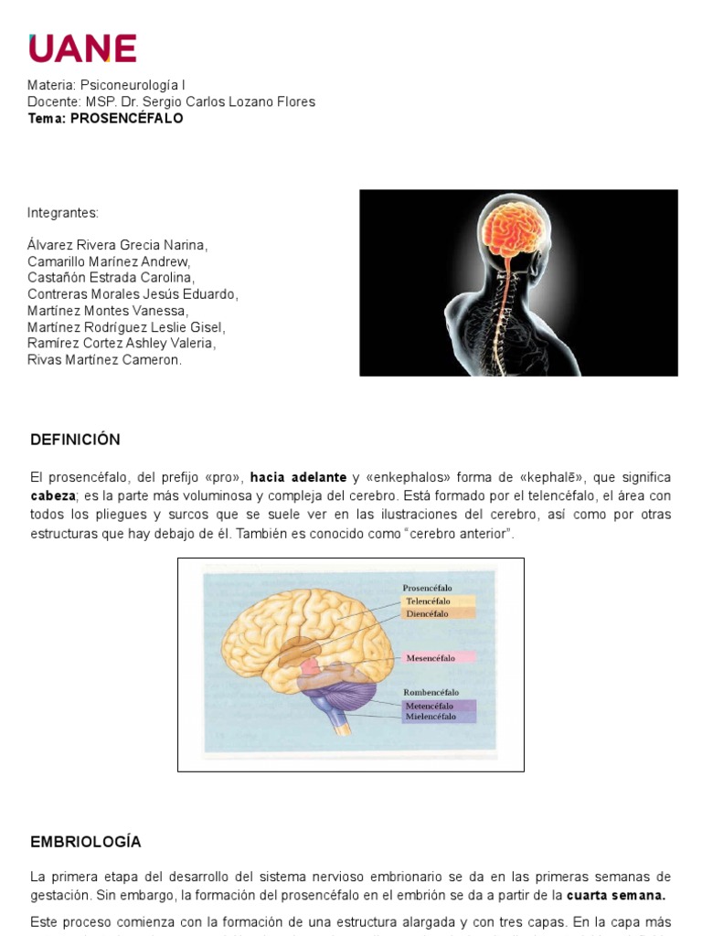 PROSENCÉFALO Exposición | PDF | Cerebro | Sistema nervioso central