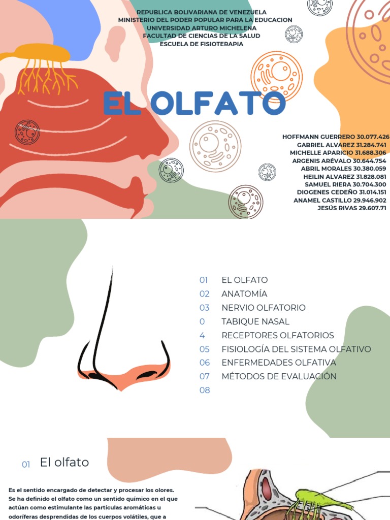 Anatomía y fisiología del olfato | PDF