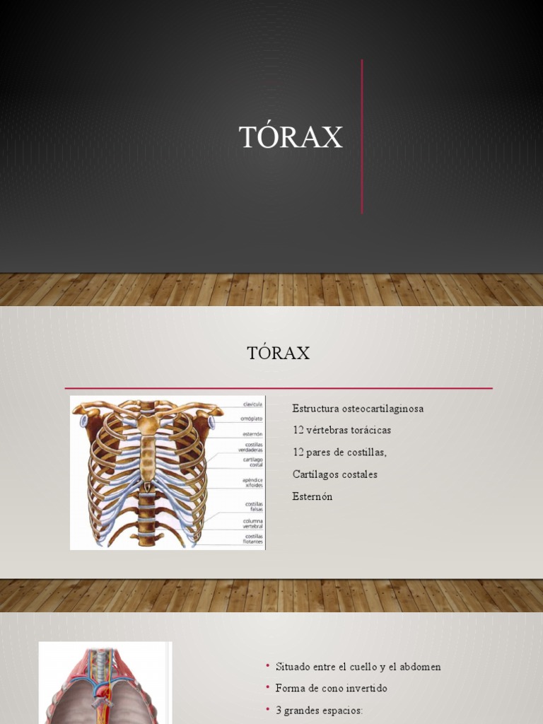 Anatomía y Funciones del Tórax | PDF | Tórax | Sistema musculoesquelético