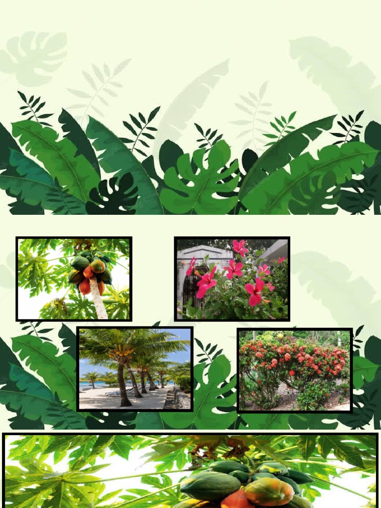 Mga Parte Han Tanom Nga Kamatis | PDF