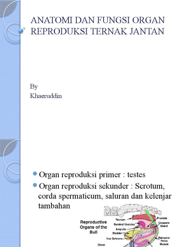 Anatomi Dan Fungsi Organ Reproduksi Ternak Jantan | PDF