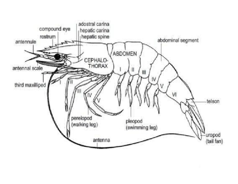 Lesson 11 Phylum Arthropoda | PDF