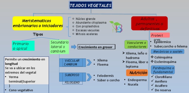 Mapa Conceptual Tejidos Vegetales 6 | PDF