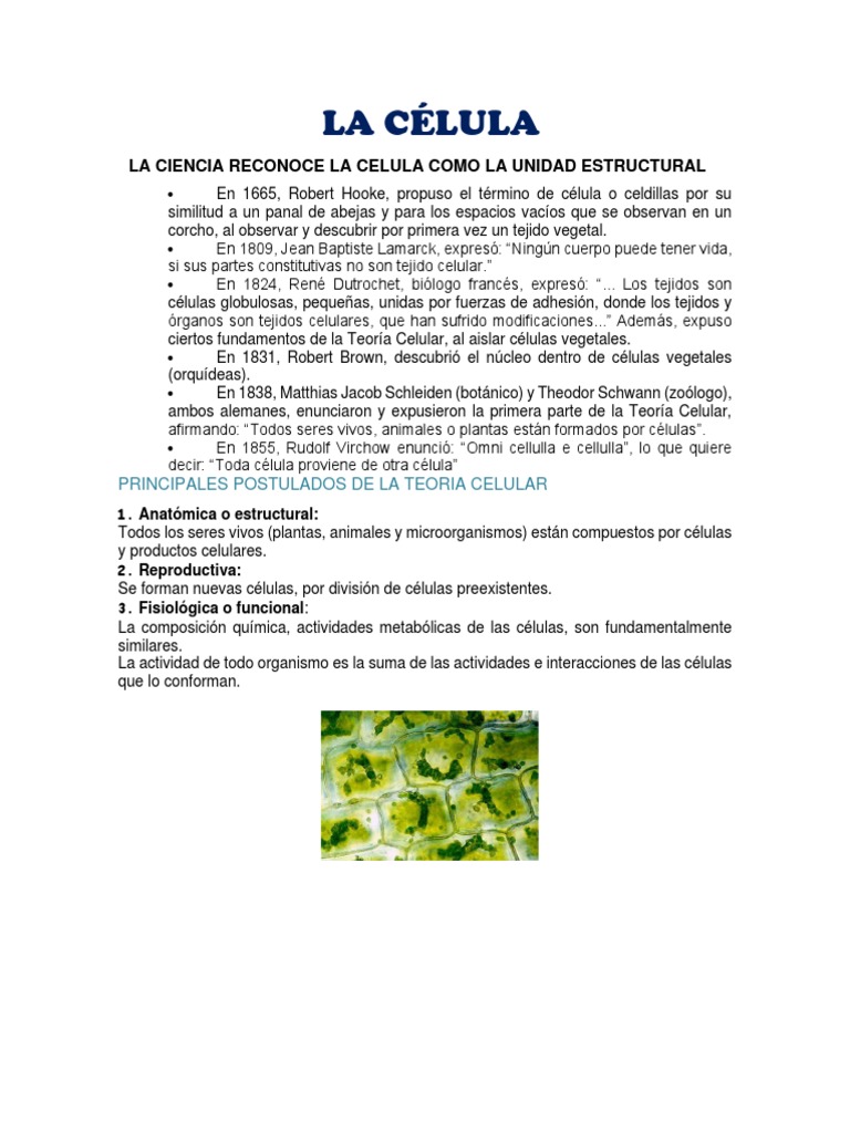 Teoría Celular y Tipos de Células | PDF | Citoplasma | Biología Celular)