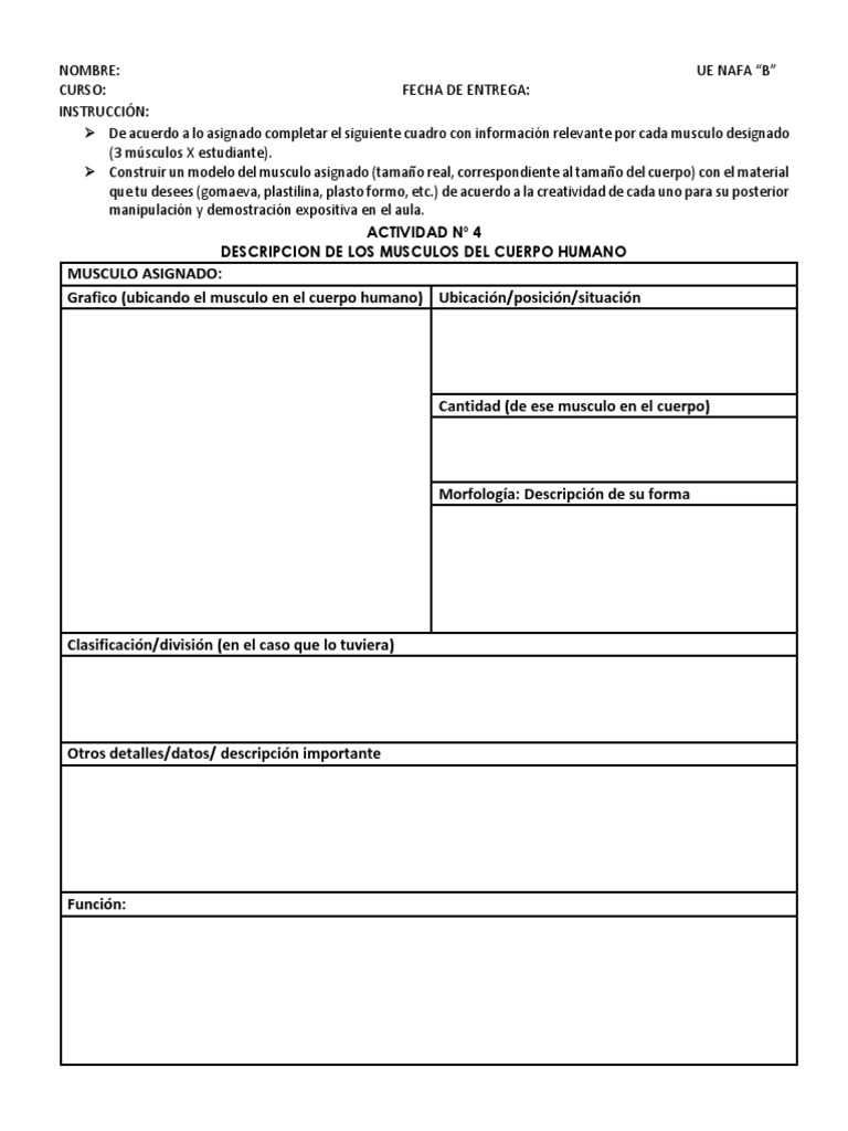 Actividad 4 Musculos 4C | PDF | Sistema musculoesquelético | Tejido suave