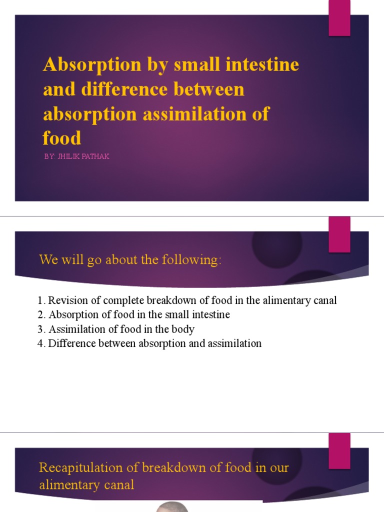 Small Intestine: Absorption vs. Assimilation | PDF | Wellness