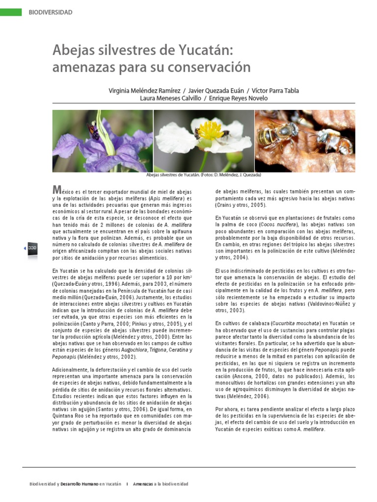 06 Abejas Silvestres de Yucatán | PDF | Cucurbita | Western Honey Bee
