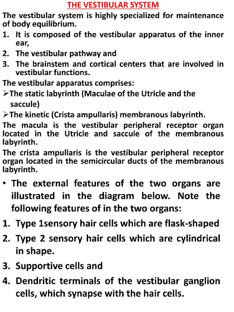 Vestibular System | PDF