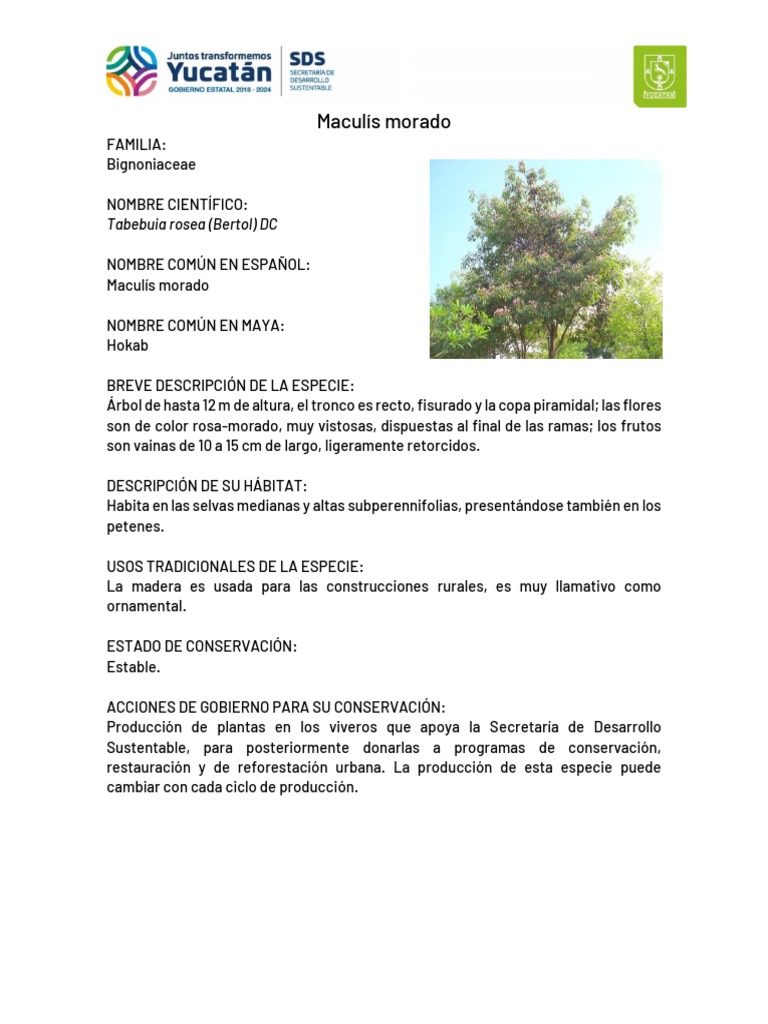 Maculís Morado: Características y Usos | PDF | Hogar, jardinería y ...