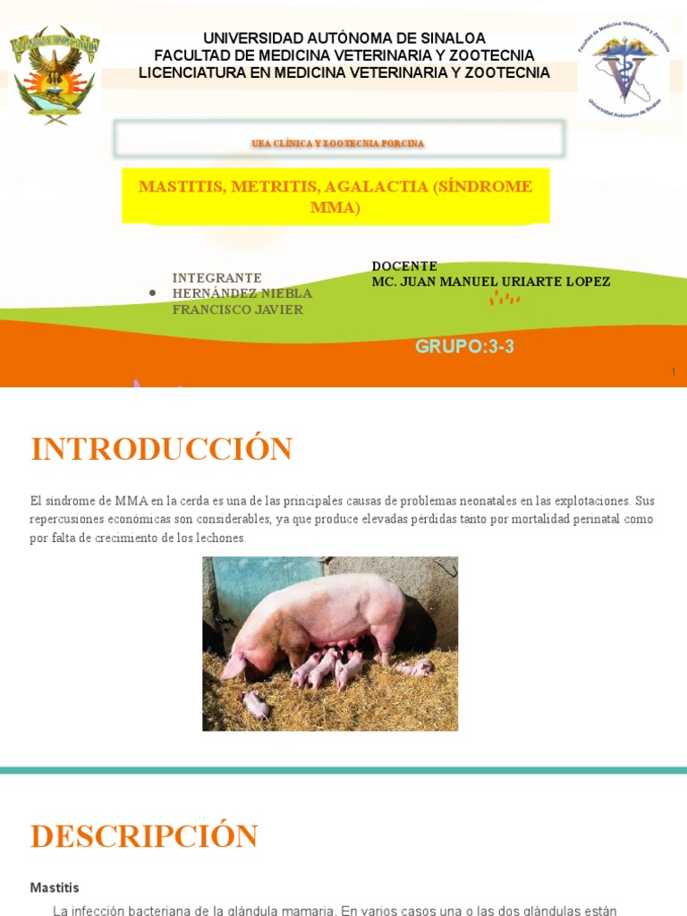 Mastitis, Metritis, Agalactia (Síndrome Mma) | PDF | Leche | Parto