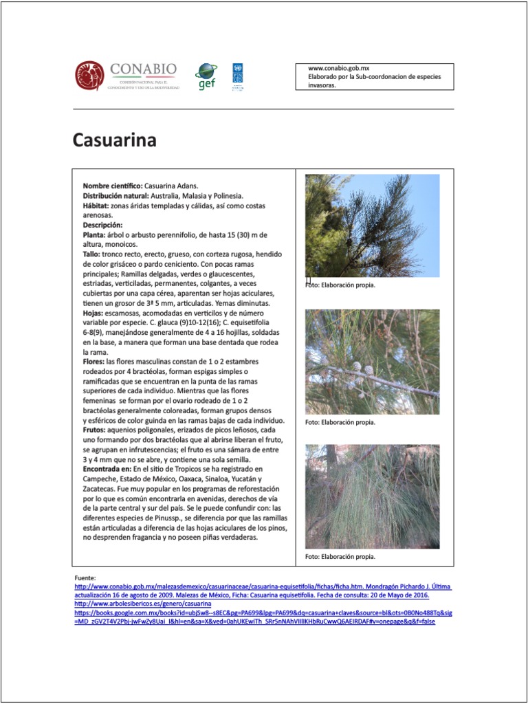Casuarina PDF | PDF | Tallo de la planta | Hoja