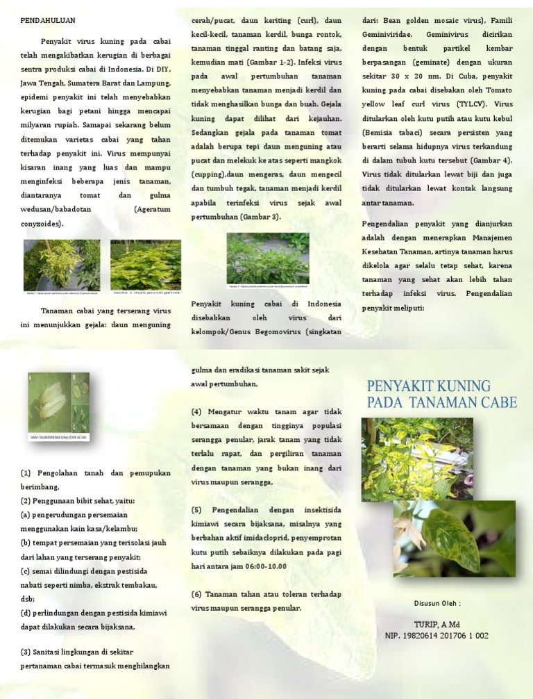 Leaflet Penyakit Kuning Cabe | PDF