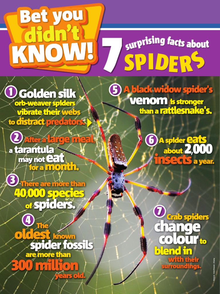 Fascinating Spider Facts | PDF