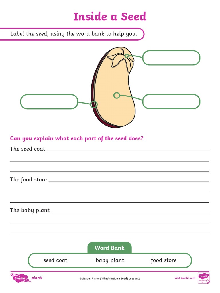 Inside A Seed | PDF