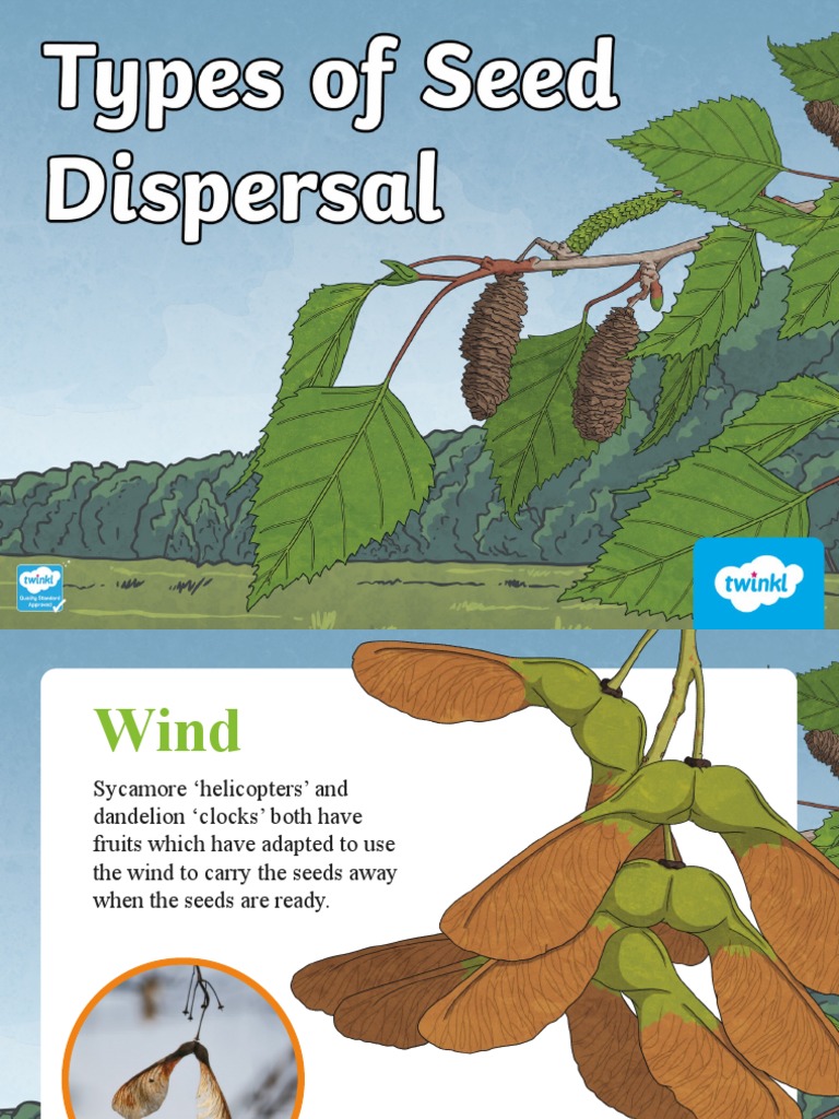 t2 S 205 Types of Seed Dispersal Powerpoint - Ver - 5 | PDF | Seed | Trees