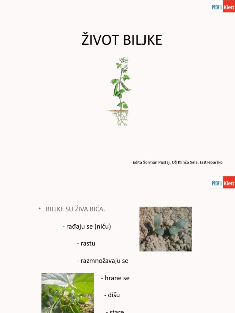 Pptzivot Biljke | PDF
