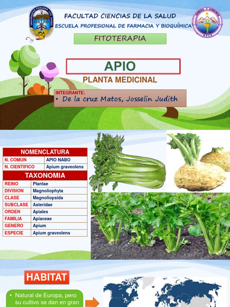 APIO | PDF | Apio | Nutrición