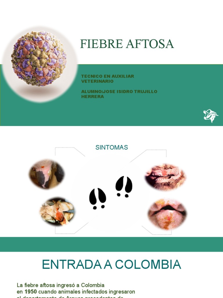 Fiebre Aftosa: Vacunación y Tratamiento | PDF