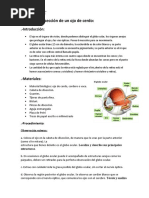 Anatomía del Ojo Bovina en Disección | PDF | Ojo | Percepción visual