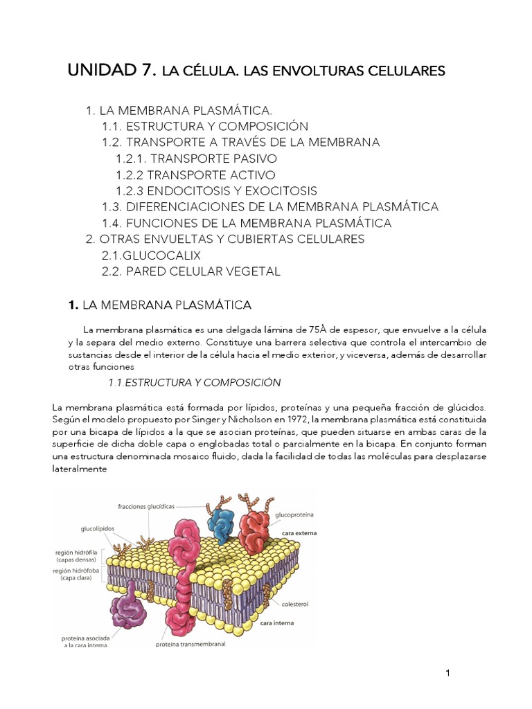 Tema 7. Las Envolturas Celulares | Descargar gratis PDF | Membrana celular | Bicapa lipídica