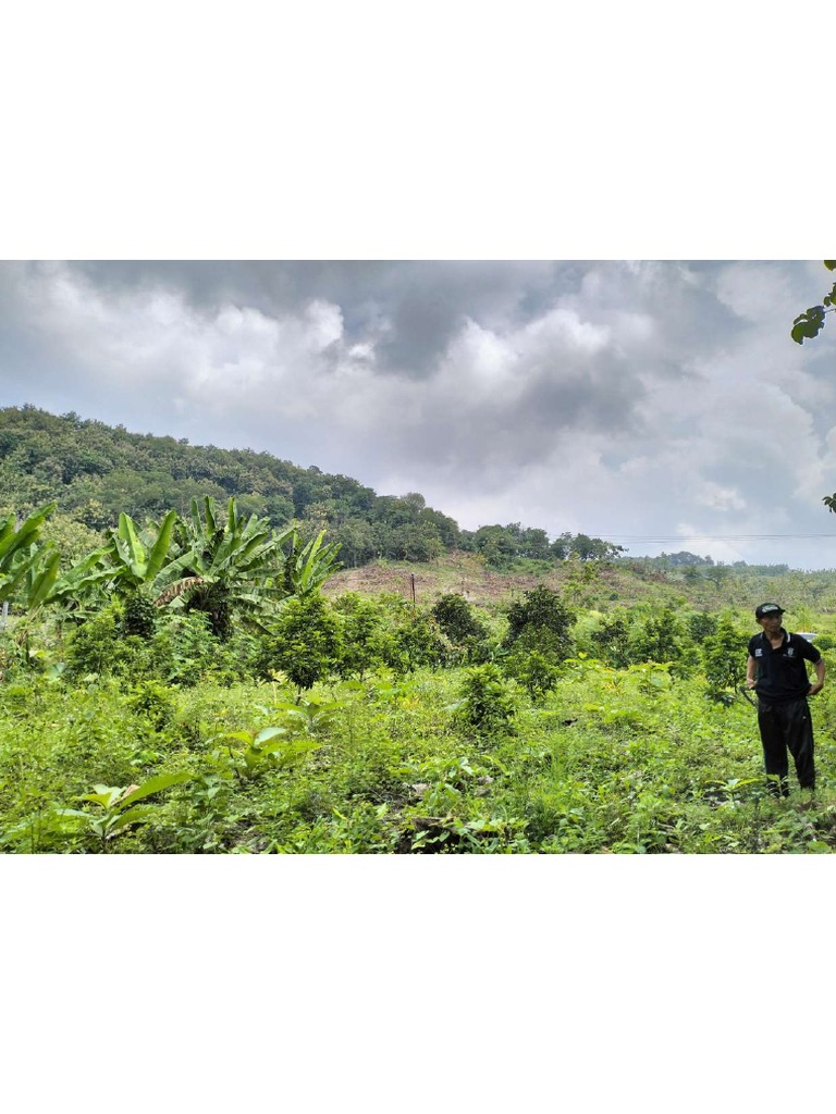 Gambar Pemandangan Indah Hutan Langit Indah | PDF