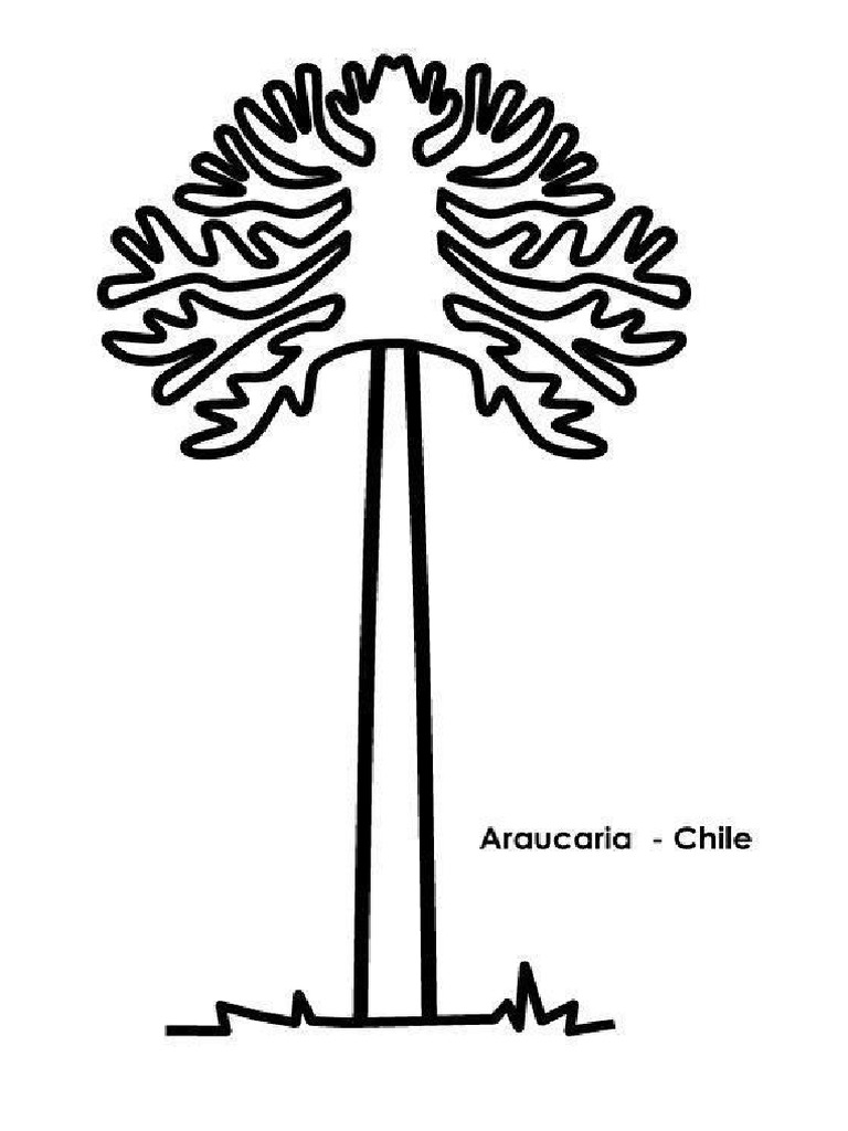 Araucaria | PDF