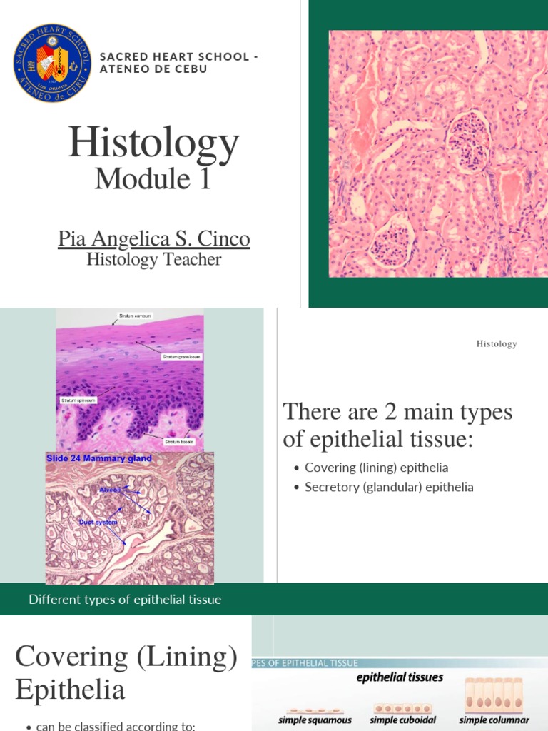 Histology Module 1 Types of Epithelium | PDF | Epithelium | Zoology