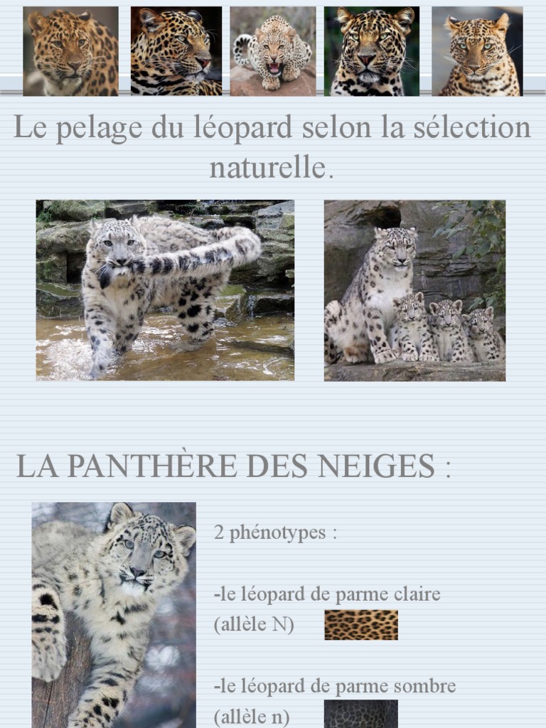 Pelage du léopard et sélection naturelle | PDF