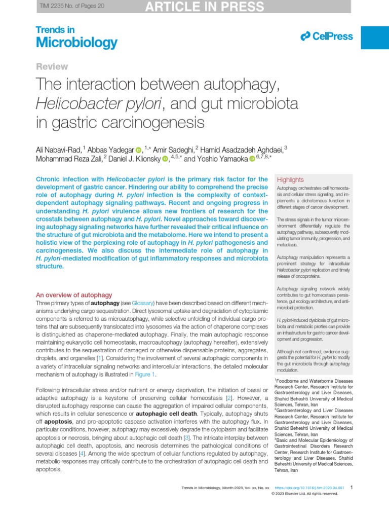 The Interaction Between Autophagy, Helicobacter Pylori, and Gut ...