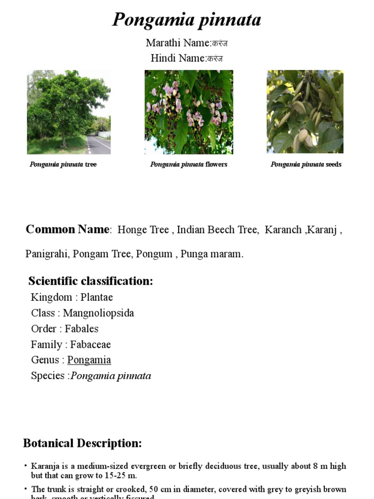 Pongamia pinnata | PDF