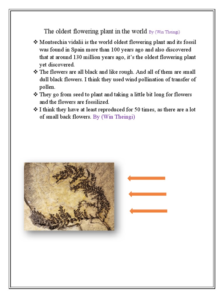 The oldest flowering plant in the world | PDF