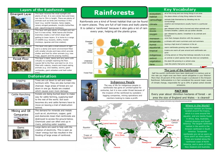 Rainforests Y3 | PDF | Rainforest | Tropics