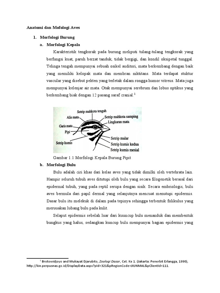 Anatomi Dan Mofologi Aves-1 | PDF