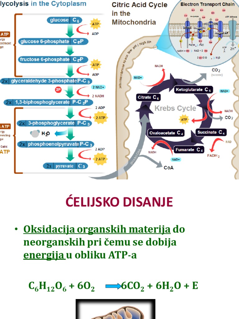 Ćelijsko Disanje | PDF