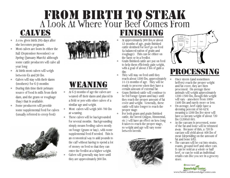 From Birth To Steak | PDF | Cattle | Ethnobiology