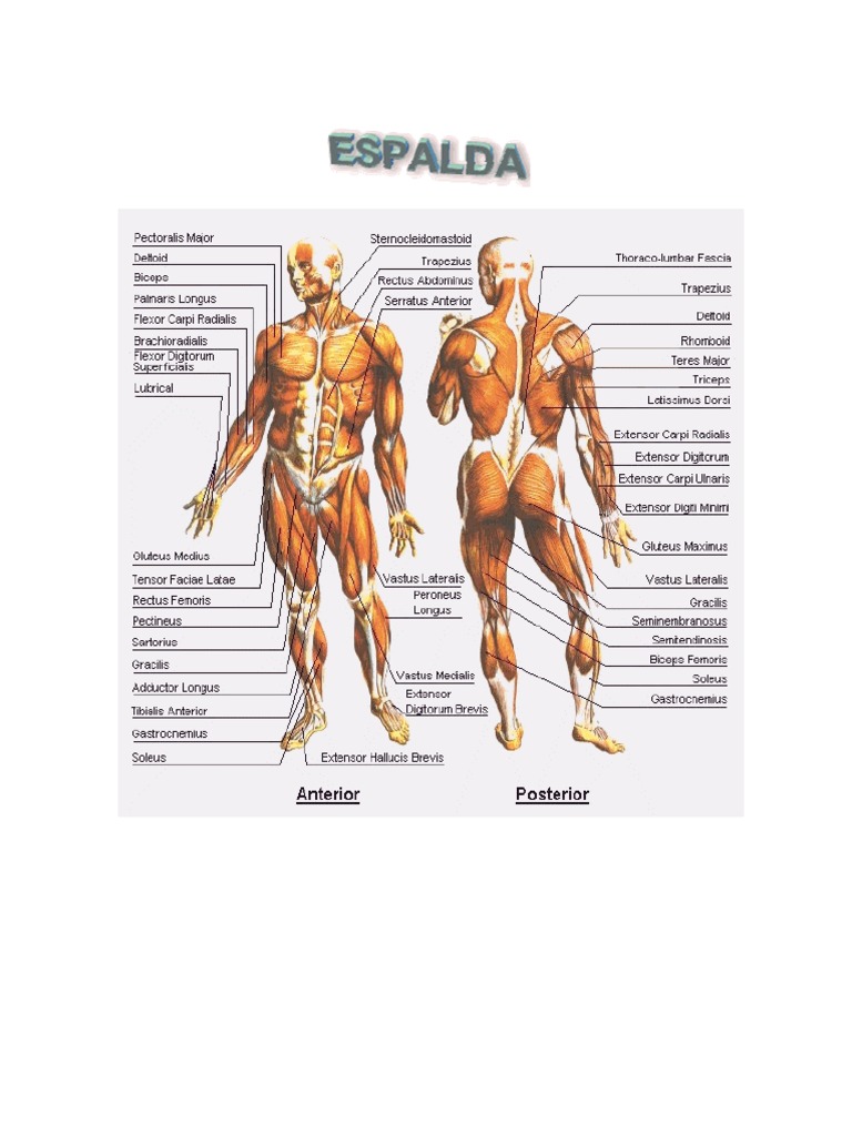 Jalones Invertidos para Espalda en Gym | PDF | Codo | Hombro