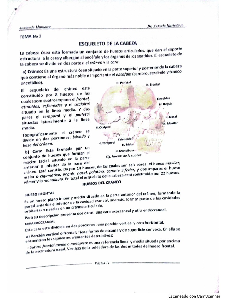 Anatomía Huesos Del Cráneo Pdf
