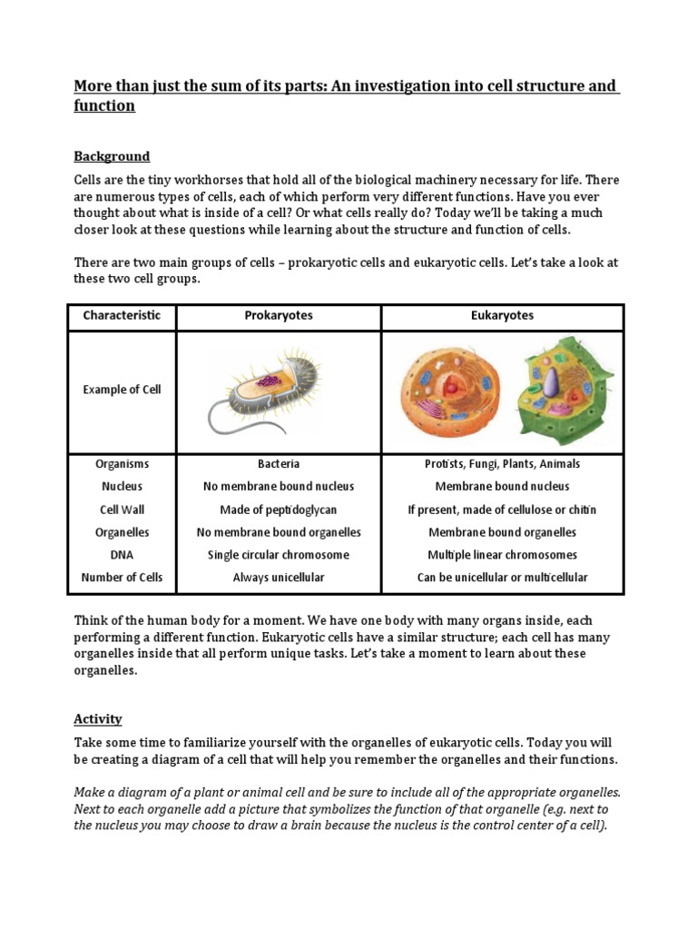 NGSS Cell Function Student Version Ek | PDF | Cell (Biology) | Organelle