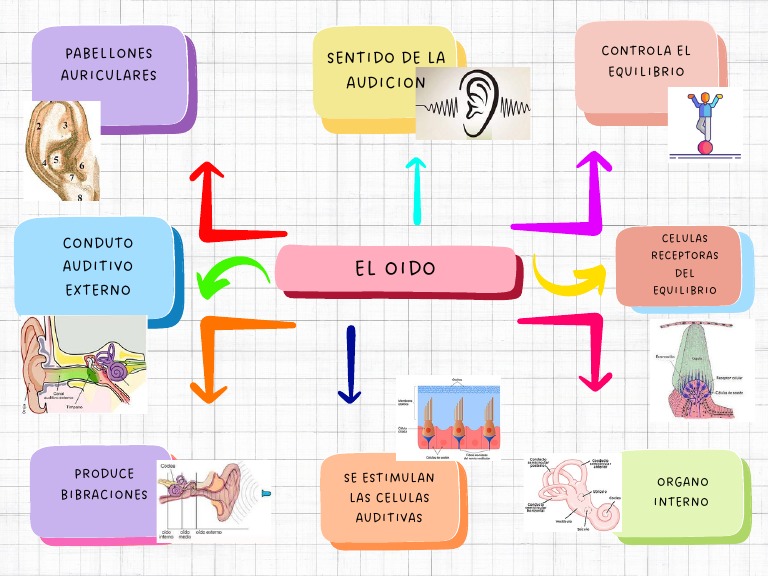 Mapa conceptual del oído y su función | PDF | Salud y bienestar
