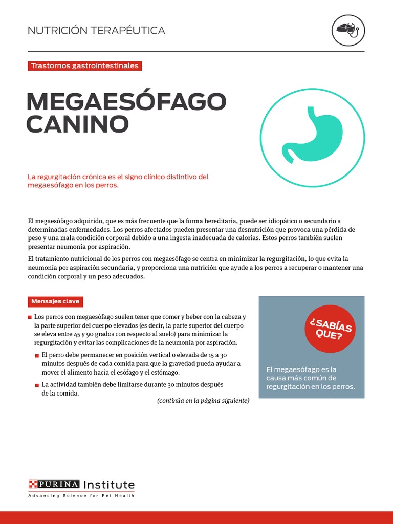 Megaesófago Canino | PDF | Alimentos | Medicina CLINICA