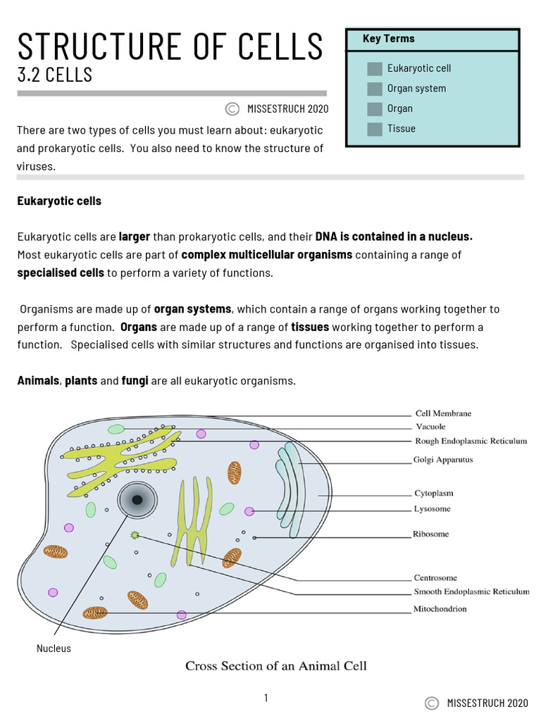 Eukaryotic vs. Prokaryotic Cells Guide | PDF | Mitosis | Cell Membrane