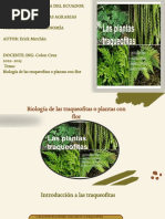 Tricomas - Qué Son, Función y Tipos | PDF | Plantas | Hoja